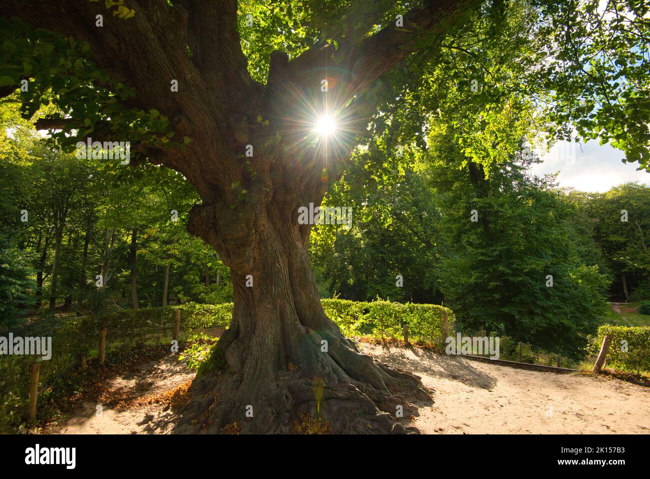 old oak tree in the forest of Heiloo in the Netherlands Stock Photo - Alamy