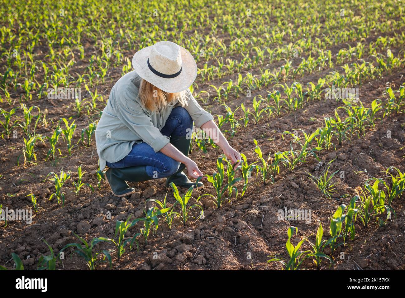 Farmer examining corn plant in field. Agricultural activity at ...