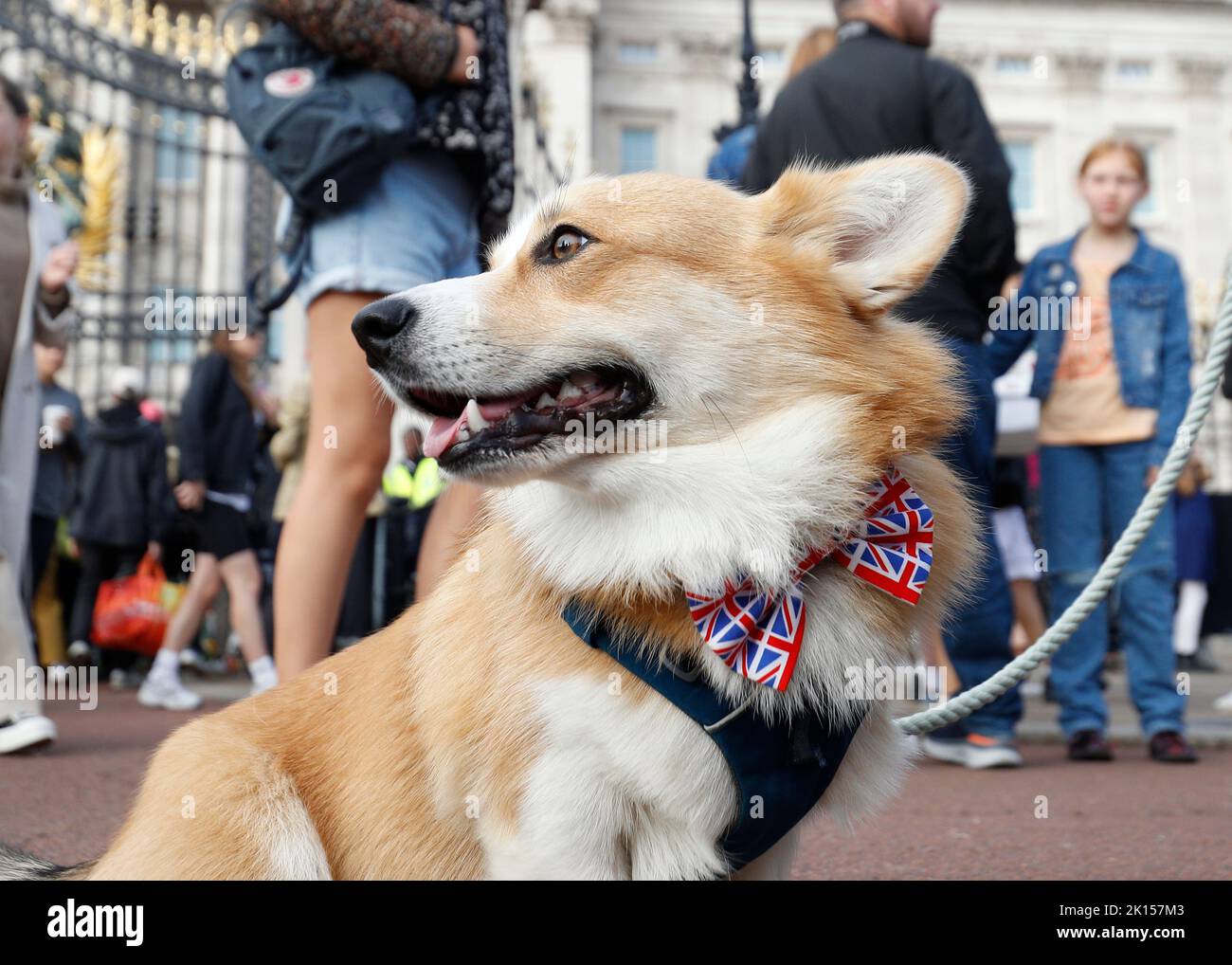 London UK 11th September 2022. Corgi outside Buckingham Palace wearing ...
