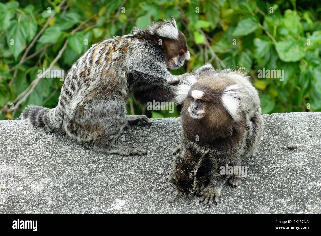 Common marmoset, Weißbüschelaffe, Callithrix jacchus, Sugarloaf ...