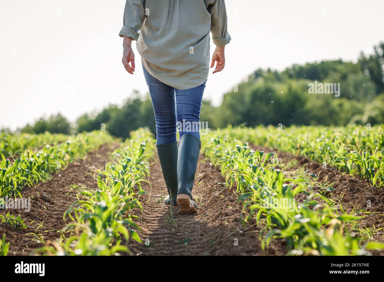 Farmer with rubber boots is walking in dry corn field. Agricultural ...