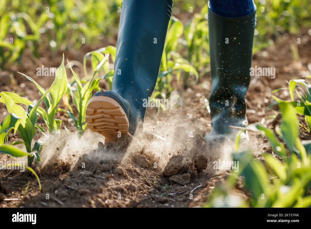Farmer with rubber boots is walking in dry corn field. Agricultural ...