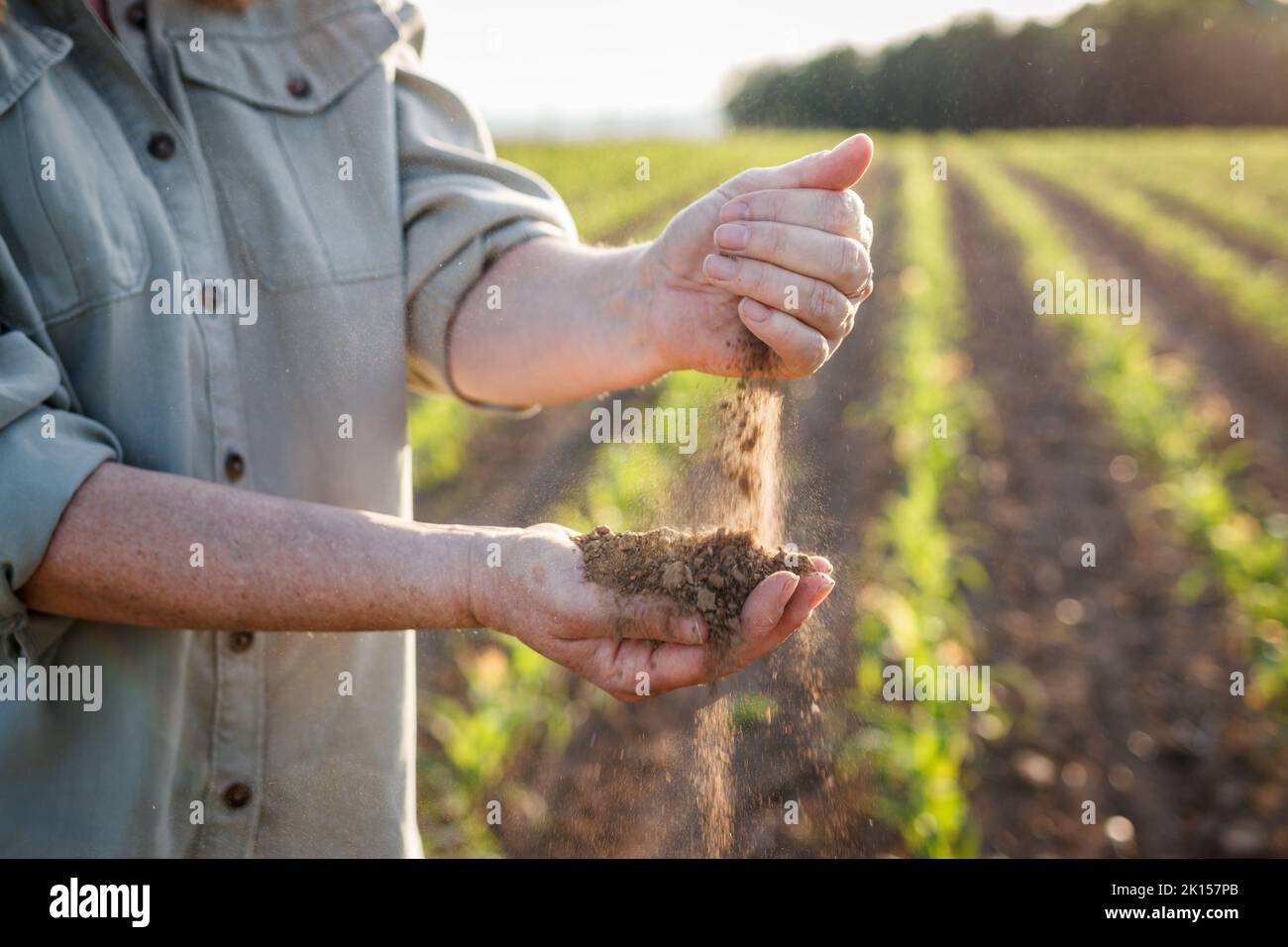 Drought in agricultural field. Farmer holding dry soil in hands and ...