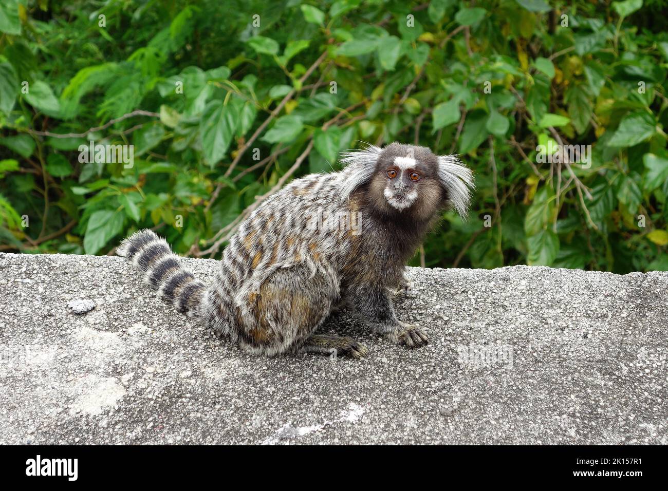 Common marmoset, Weißbüschelaffe, Callithrix jacchus, Sugarloaf ...