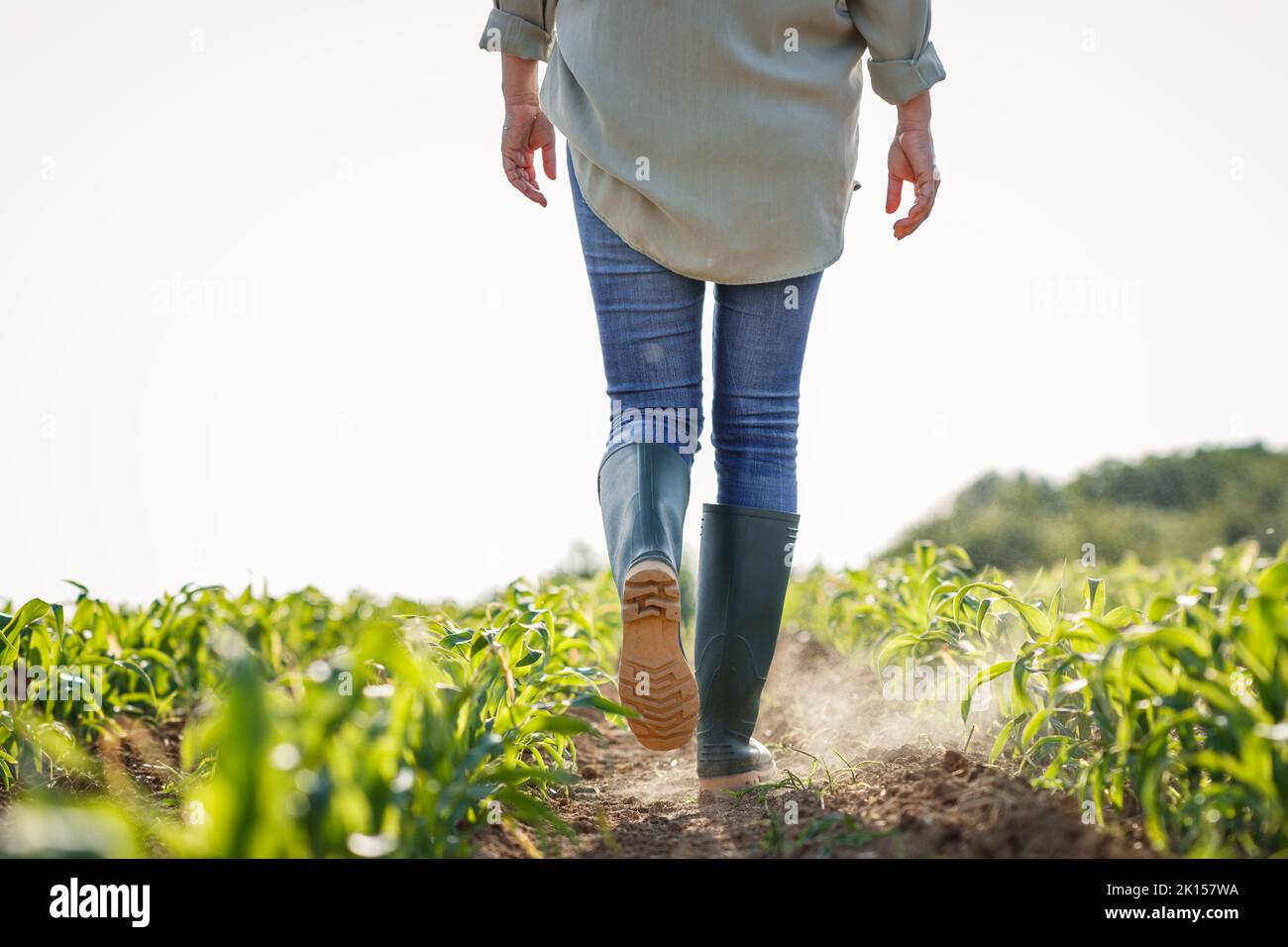 Seedling and farm crop field hi-res stock photography and images - Alamy