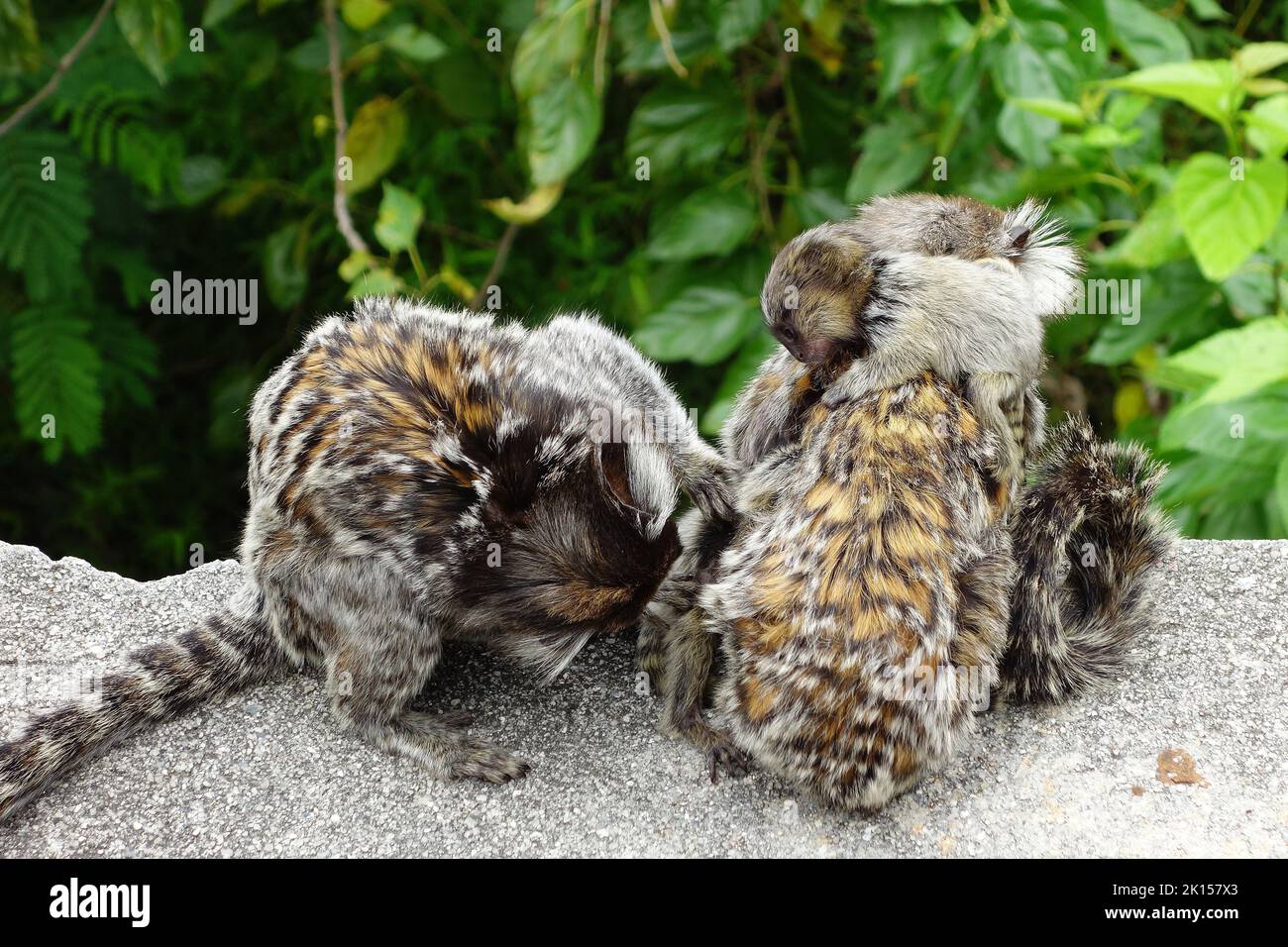 Common marmoset, Weißbüschelaffe, Callithrix jacchus, Sugarloaf ...