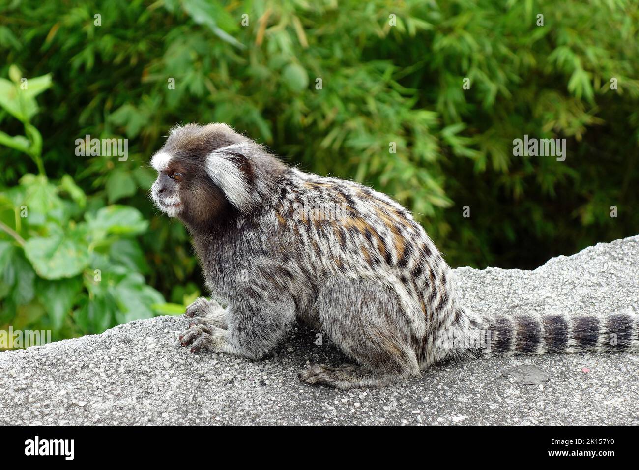 Common marmoset, Weißbüschelaffe, Callithrix jacchus, Sugarloaf ...