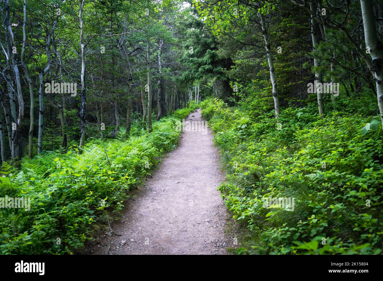 Scenery along the Swiftcurrent Pass hiking trail in Glacier National ...
