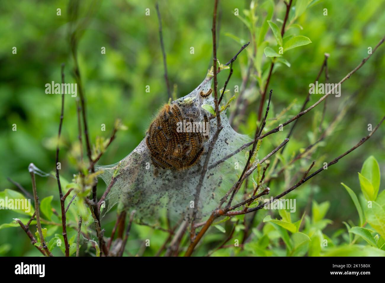 Western tent caterpillar, a species of Lappet Moths, in a silk cocoon ...