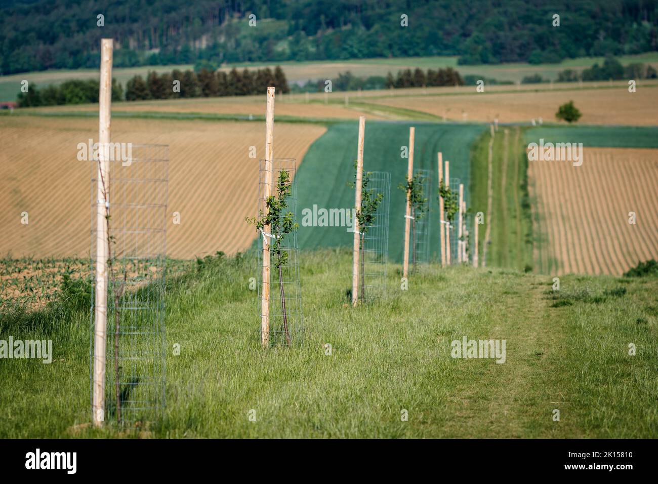 Sapling fruit tree hi-res stock photography and images - Alamy