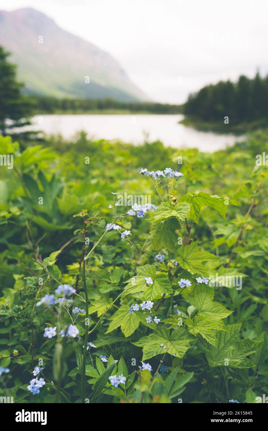 Siberian bugloss, also known as Forget-Me-Nots and Jack Frost ...