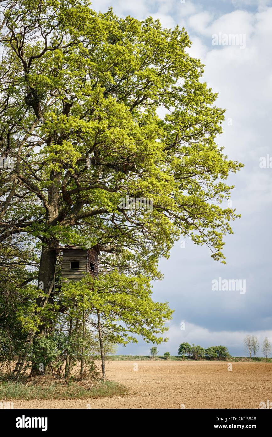 Hunting pulpit tower under oak tree next to field. Rural scene in ...
