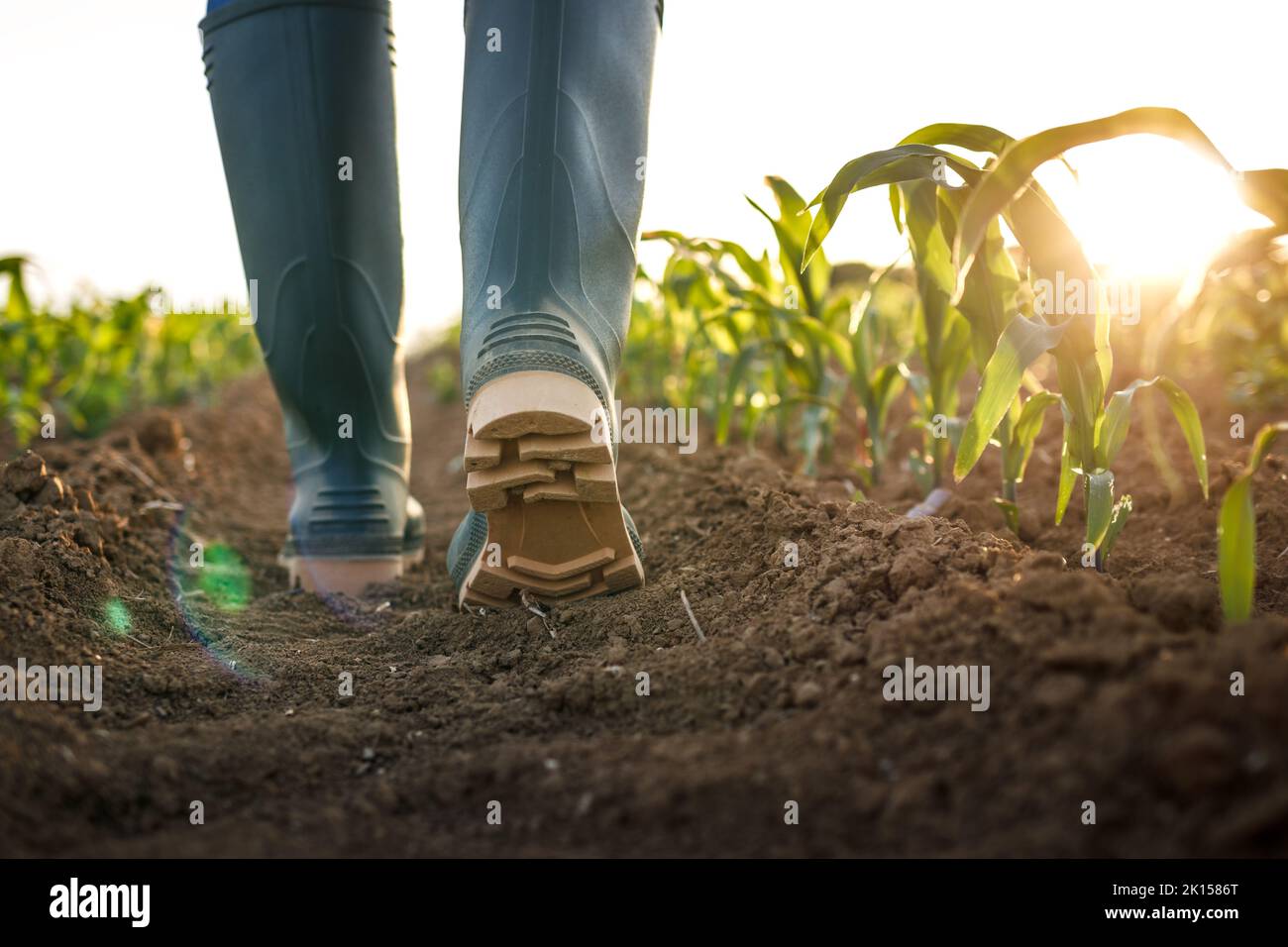Rubber boot in corn field at sunset. Farmer walking at organic farm and ...