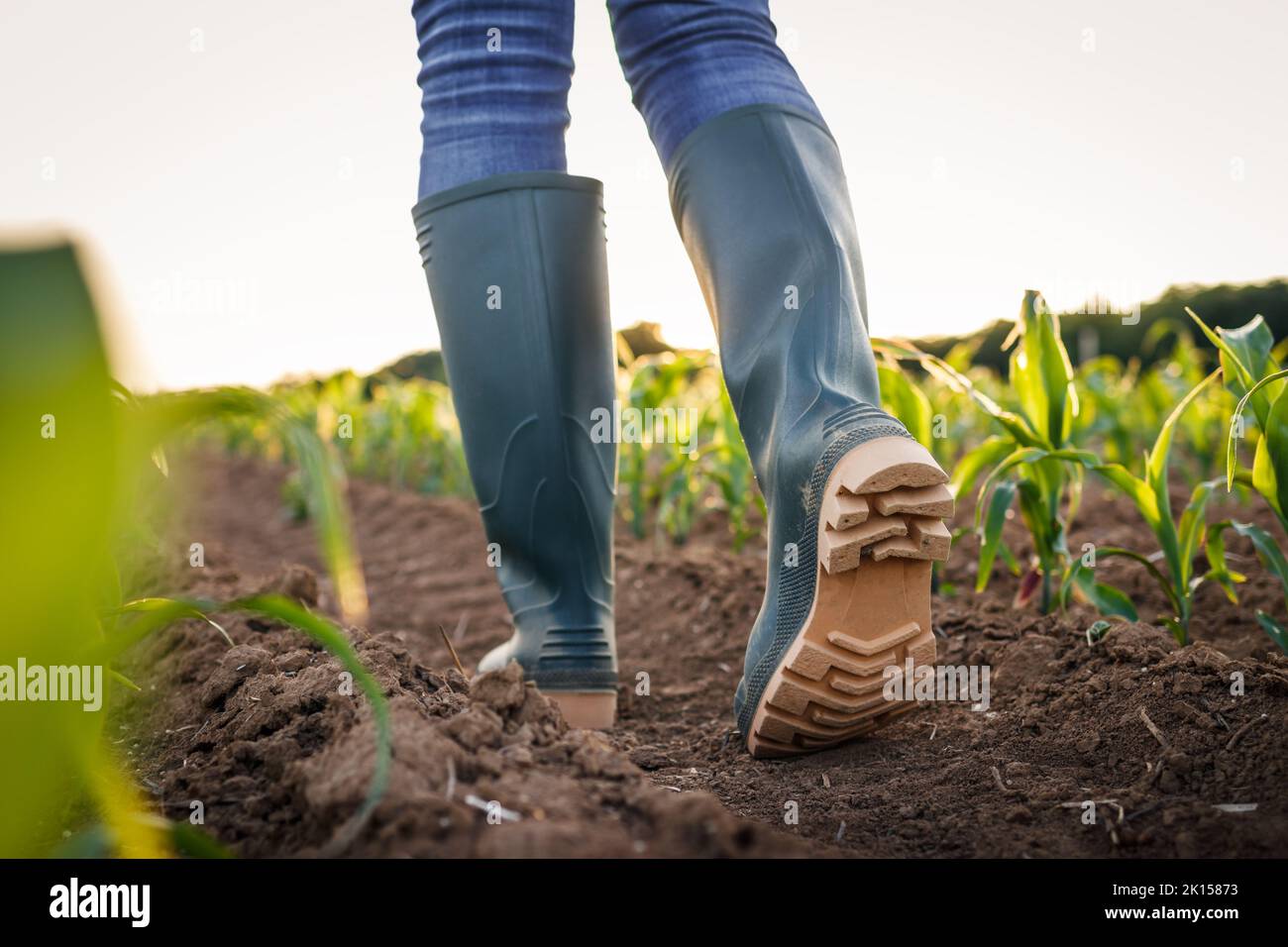 Rubber boot in corn field. Farmer walking at organic farm and ...