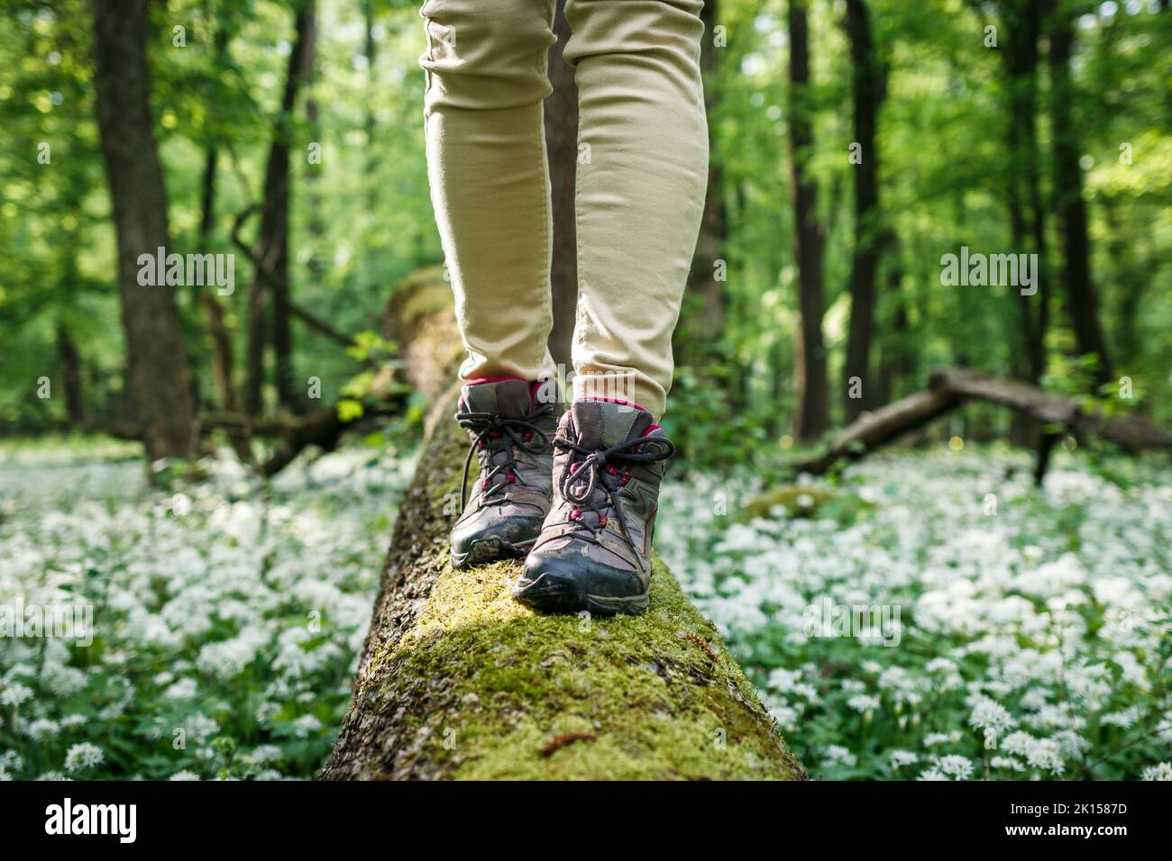 Walking on fallen tree trunk hi-res stock photography and images - Alamy