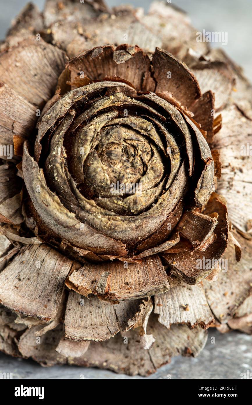 Pine cone anatomy hi-res stock photography and images - Alamy