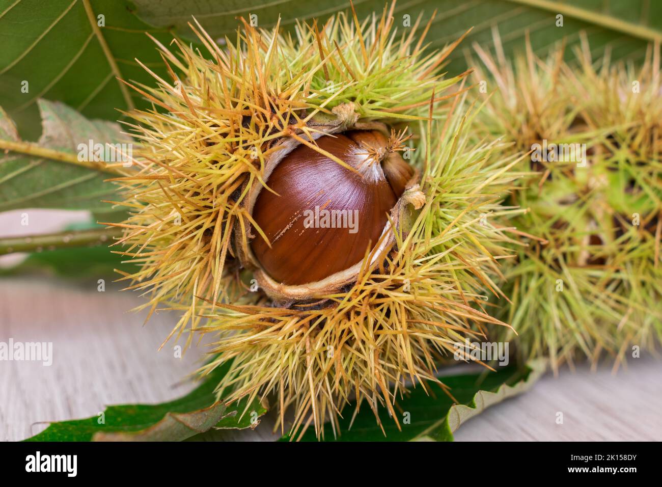 Chestnut hedgehog hi-res stock photography and images - Alamy