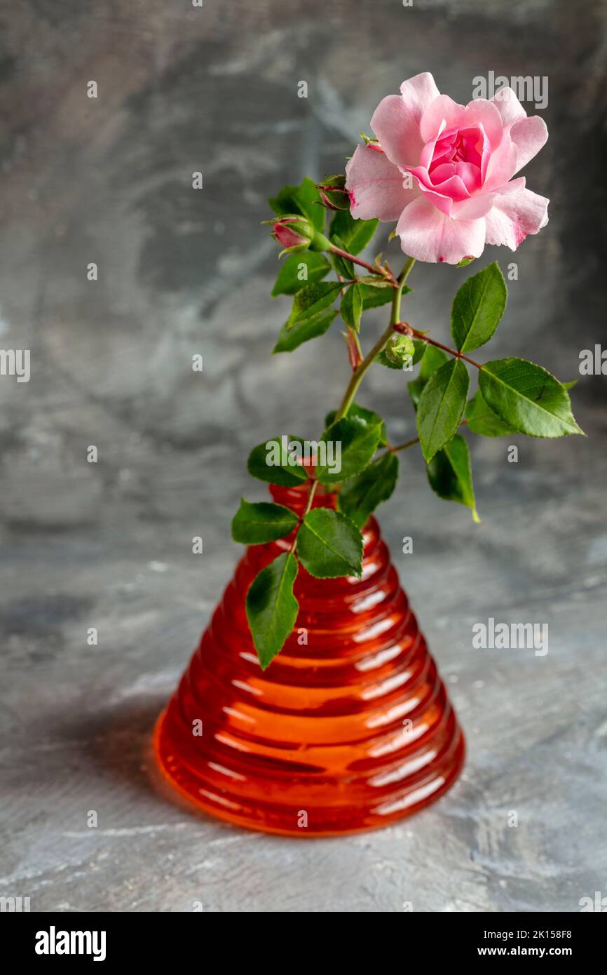Pink roses close-up still life symbolising love and romance Stock Photo ...