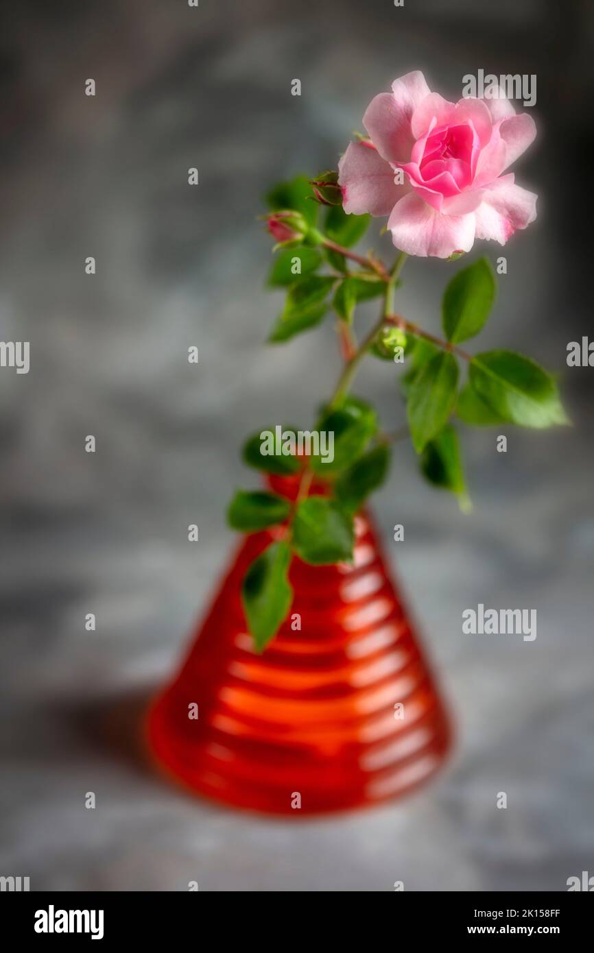 Pink roses close-up still life symbolising love and romance Stock Photo ...