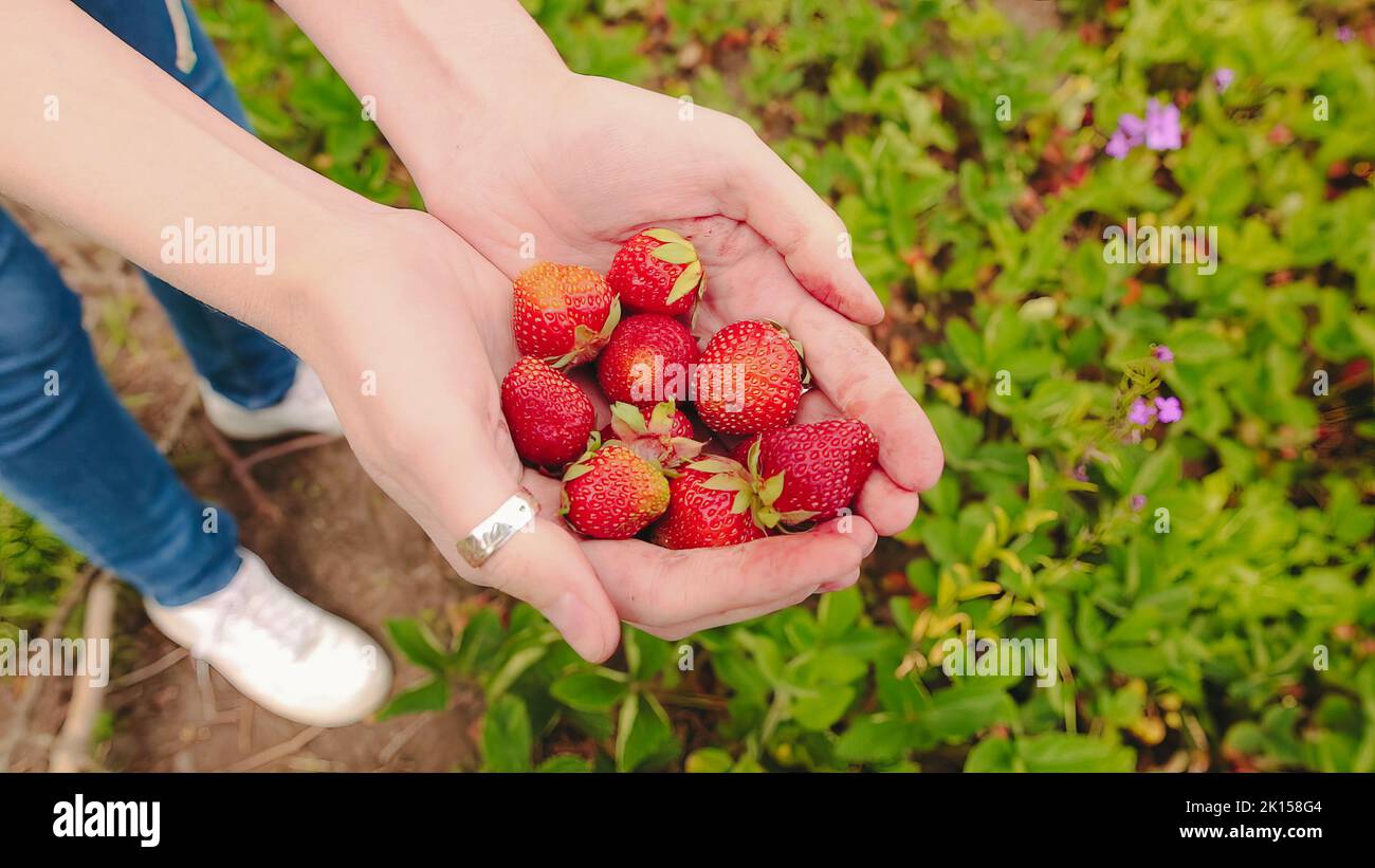 Fresh organic strawberries in human hands Stock Photo - Alamy