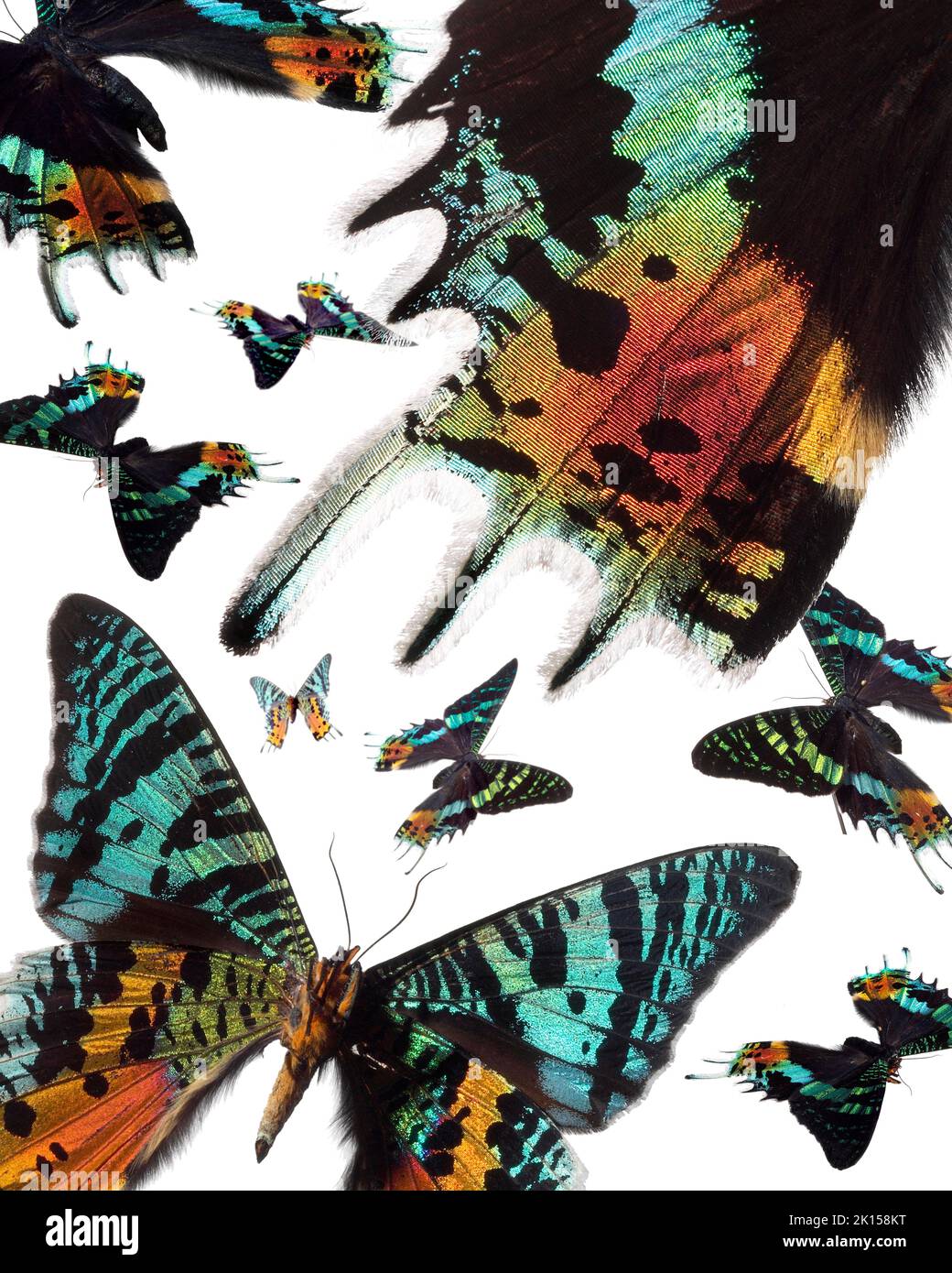 Chrysiridia rhipheus, the Madagascan sunset moth, a day-flying moth of ...