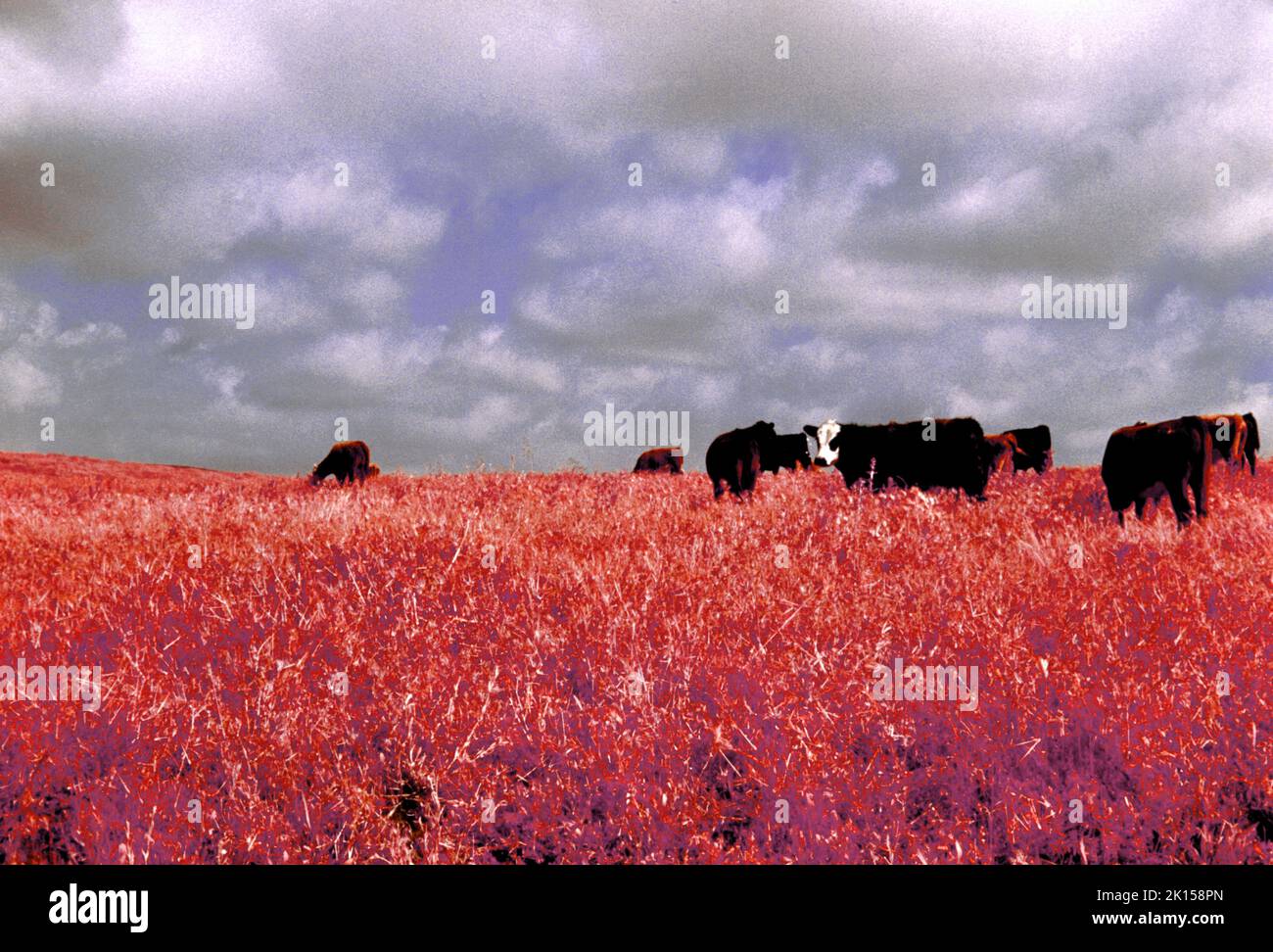 Infrared cows in field of red grass and cloudy sky. Surreal image of ...