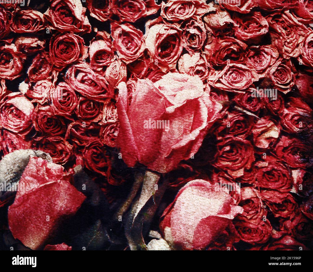 Dried roses stacked closely together. Three rose buds are in profile ...