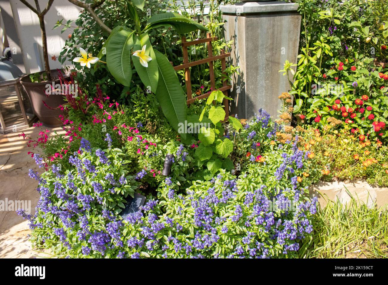 flower gardens in Texas Stock Photo - Alamy