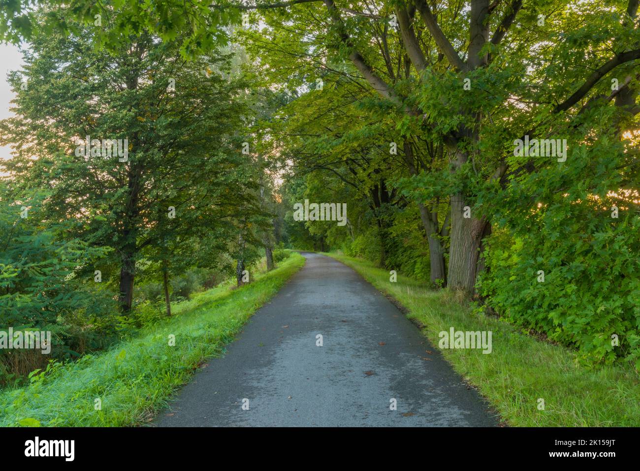 Cycle route with green sumer trees in fresh sunrise color morning Stock ...
