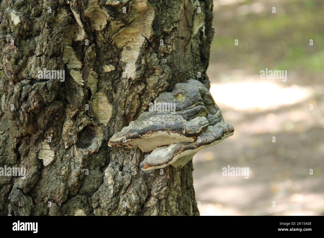 A Grey and White Bracket Fungus on a Tree Trunk Stock Photo - Alamy