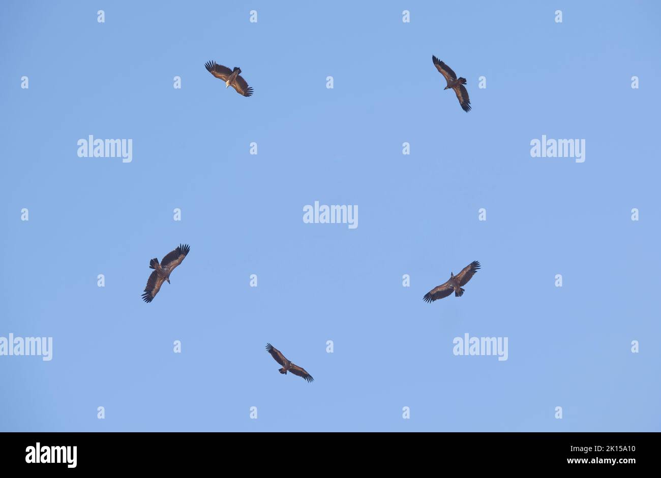 Birds circling over carrion hi-res stock photography and images - Alamy