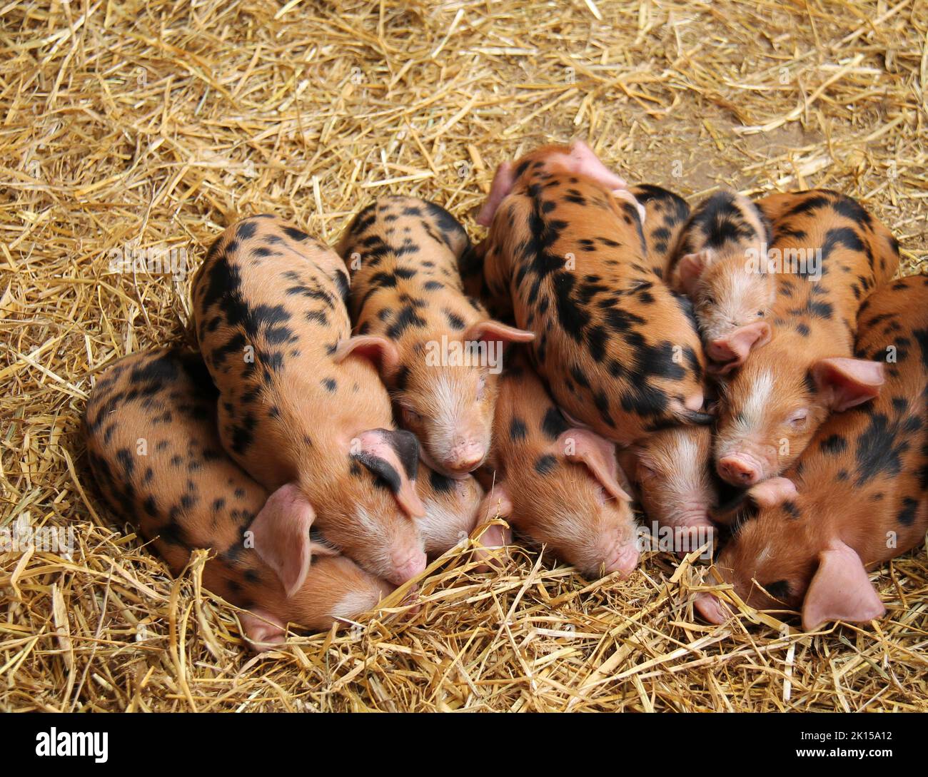 A Farmyard Group of Oxford Sandy and Black Piglets Stock Photo - Alamy