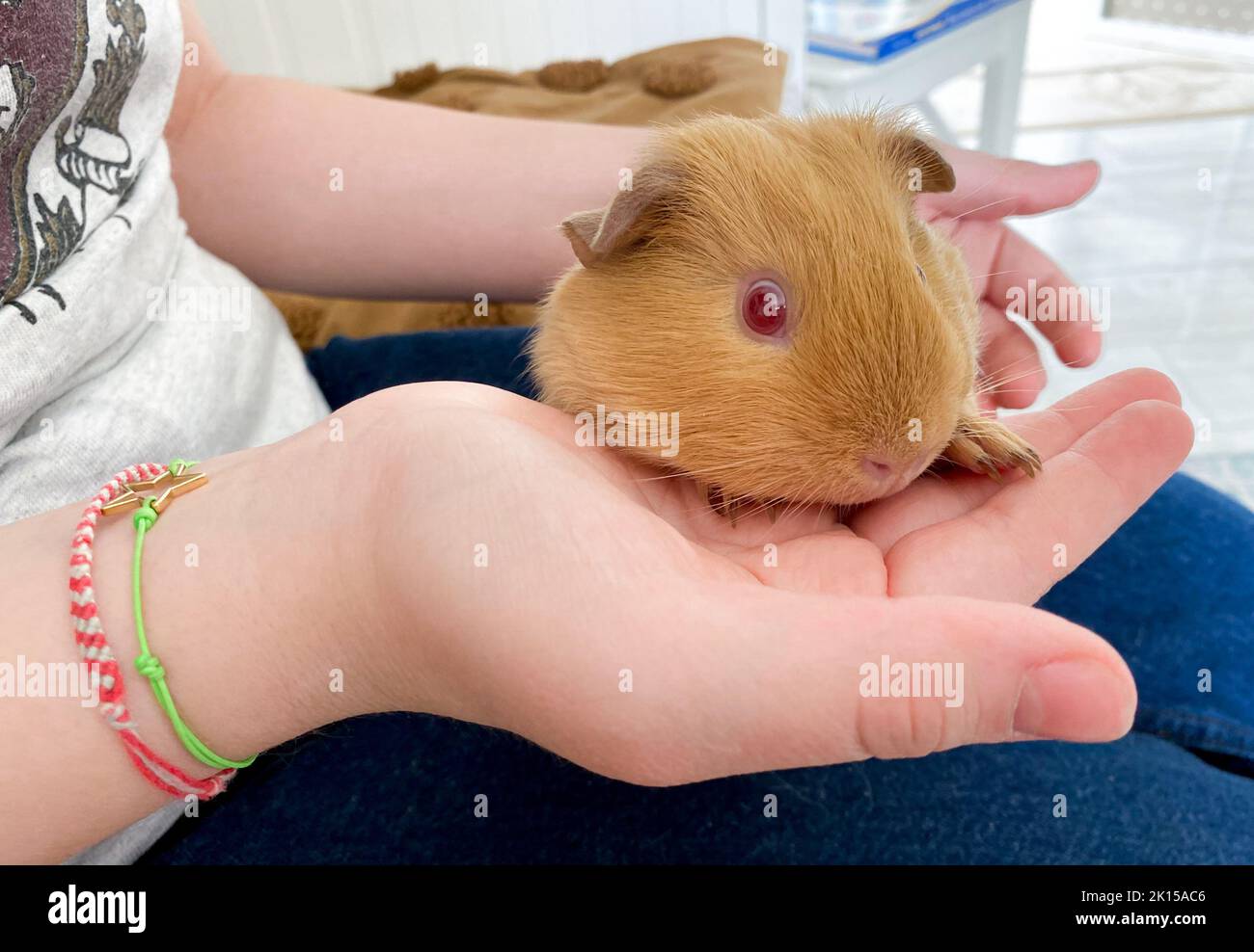 Portrait of orange guinea pig with red eyes in hands. Breeding and care ...