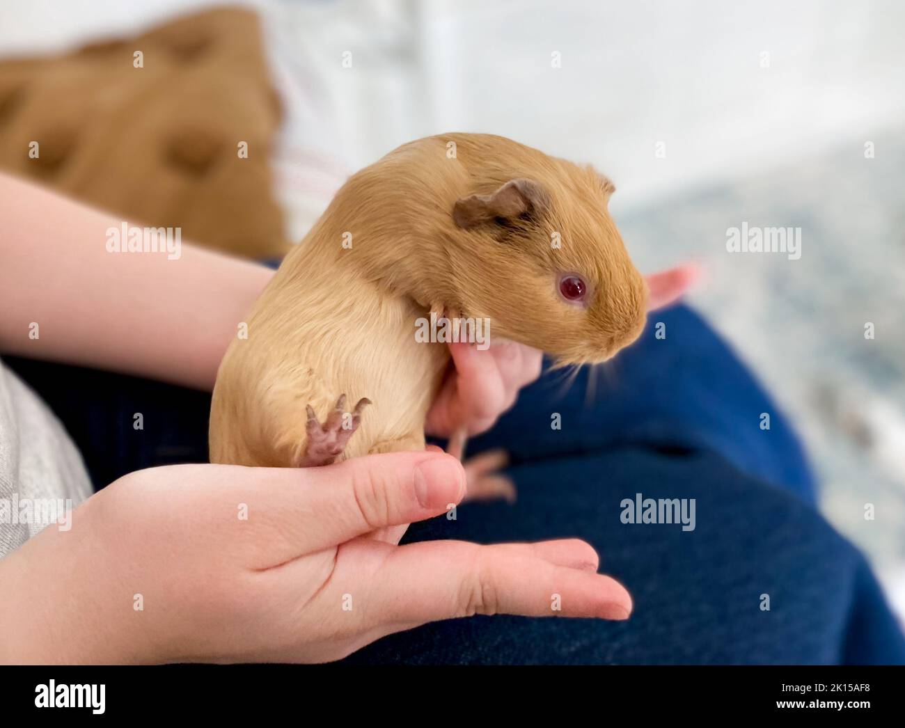 Orange guinea pig with red eyes in hands. Breeding and care of pets ...