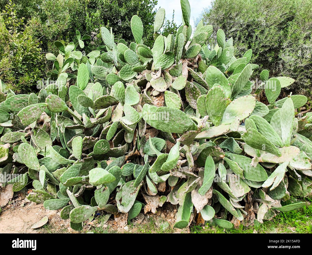 A giant prickly pear cactus growing among trees. Cactus leaves are ...