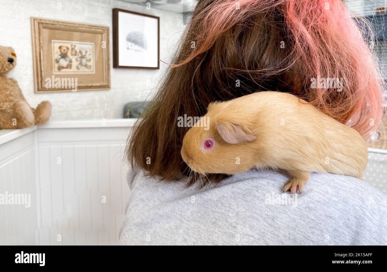 Orange guinea pig with red eyes sits on the shoulder of teen girl - his ...