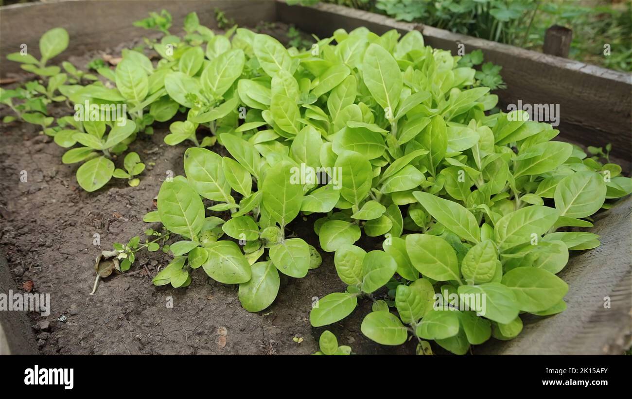 Chinese Cabbage seeding growing in an organic garden bed Stock Photo ...