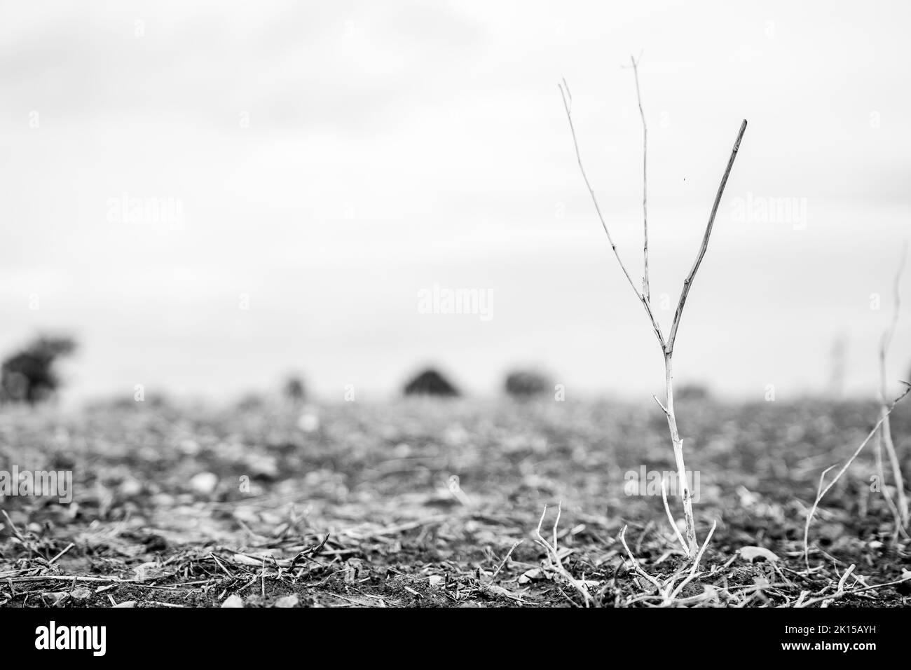 Abstract Black and White Field Stock Photo - Alamy