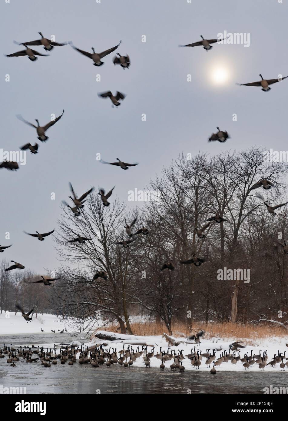 Geese fly after being "disturbed" by my presence, DuPage River Park ...