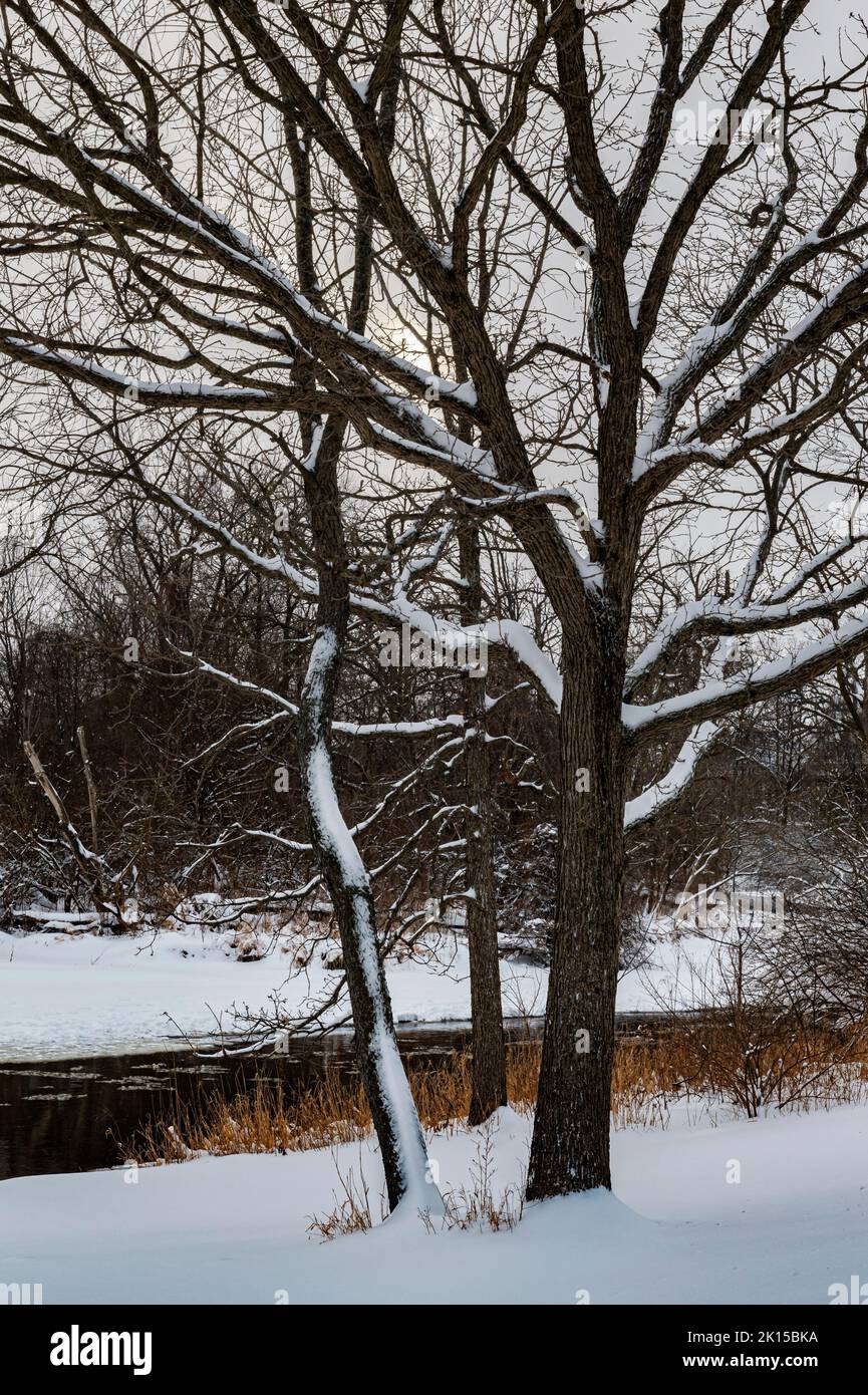 Winter trees & fresh Snow line the banks of a channel of the DuPage ...
