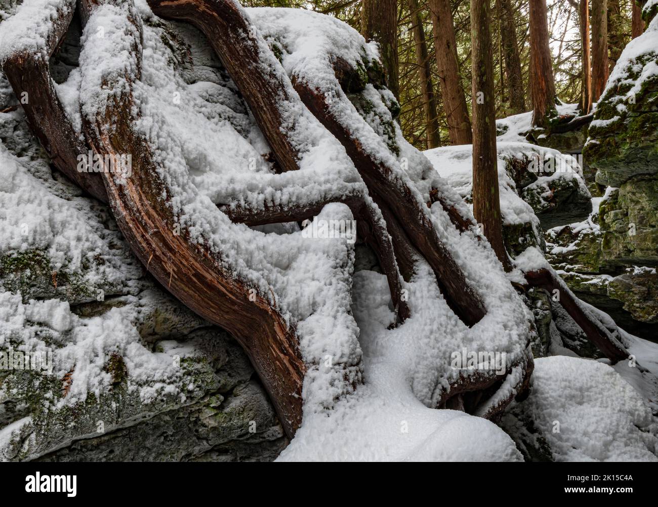 Cedar tree's roots grow in, around, and over the limestone cliffs that ...