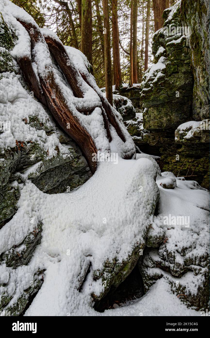 Snow covered Cedar tree roots dominate the cliffs and bluffs of an ...