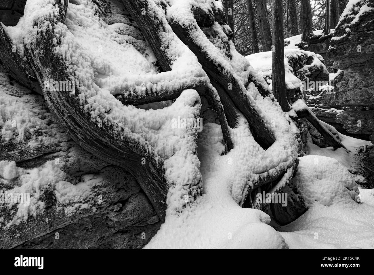 Snow covered Cedar tree roots dominate the cliffs and bluffs of an ...