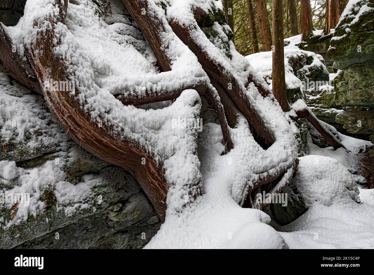 Snow covered Cedar tree roots dominate the cliffs and bluffs of an ...