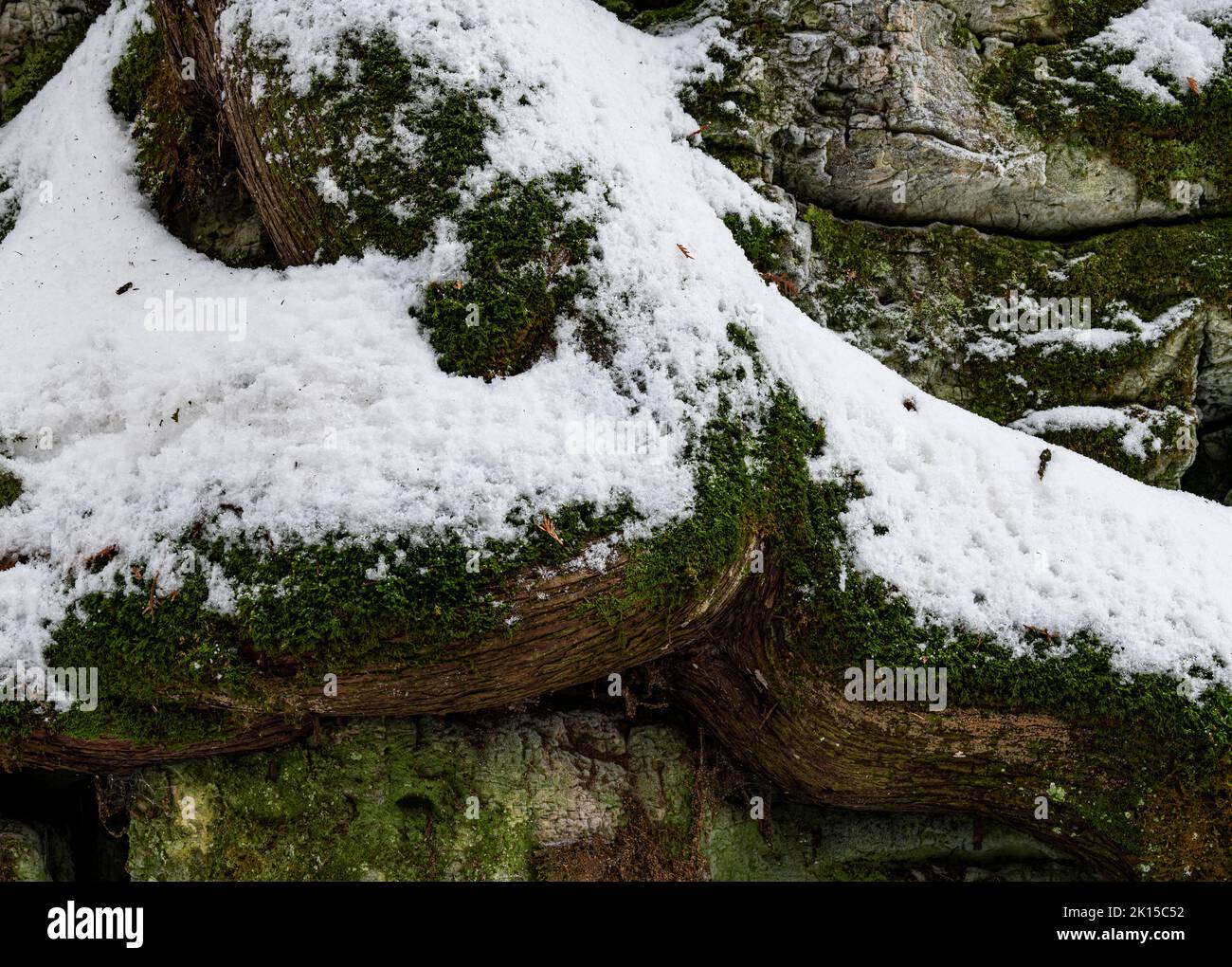Cedar roots coated in fresh snow look like a runners legs in full ...