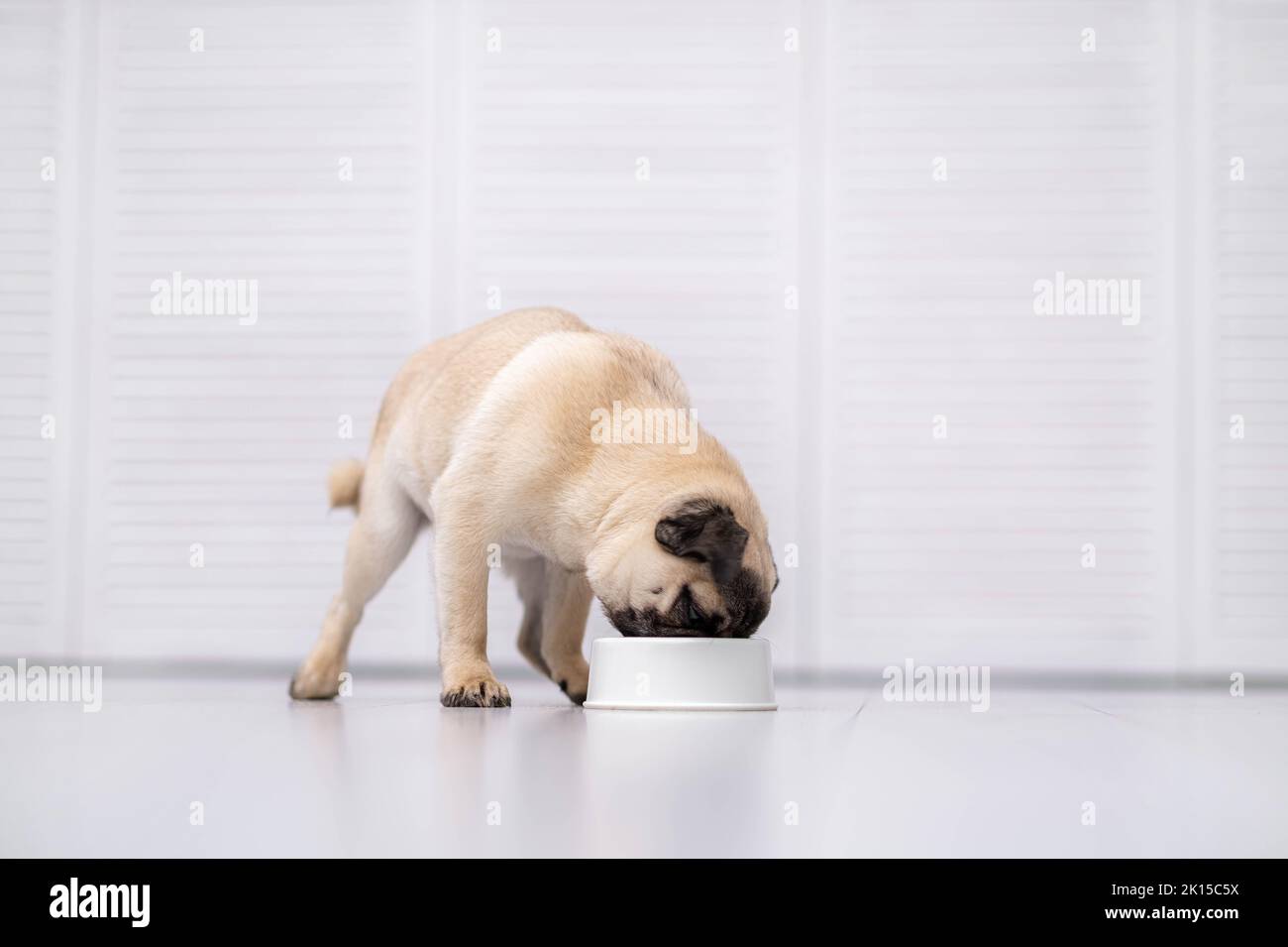 Pug dog eating fresh dry dog food kibbles for small puppies, dog food ...