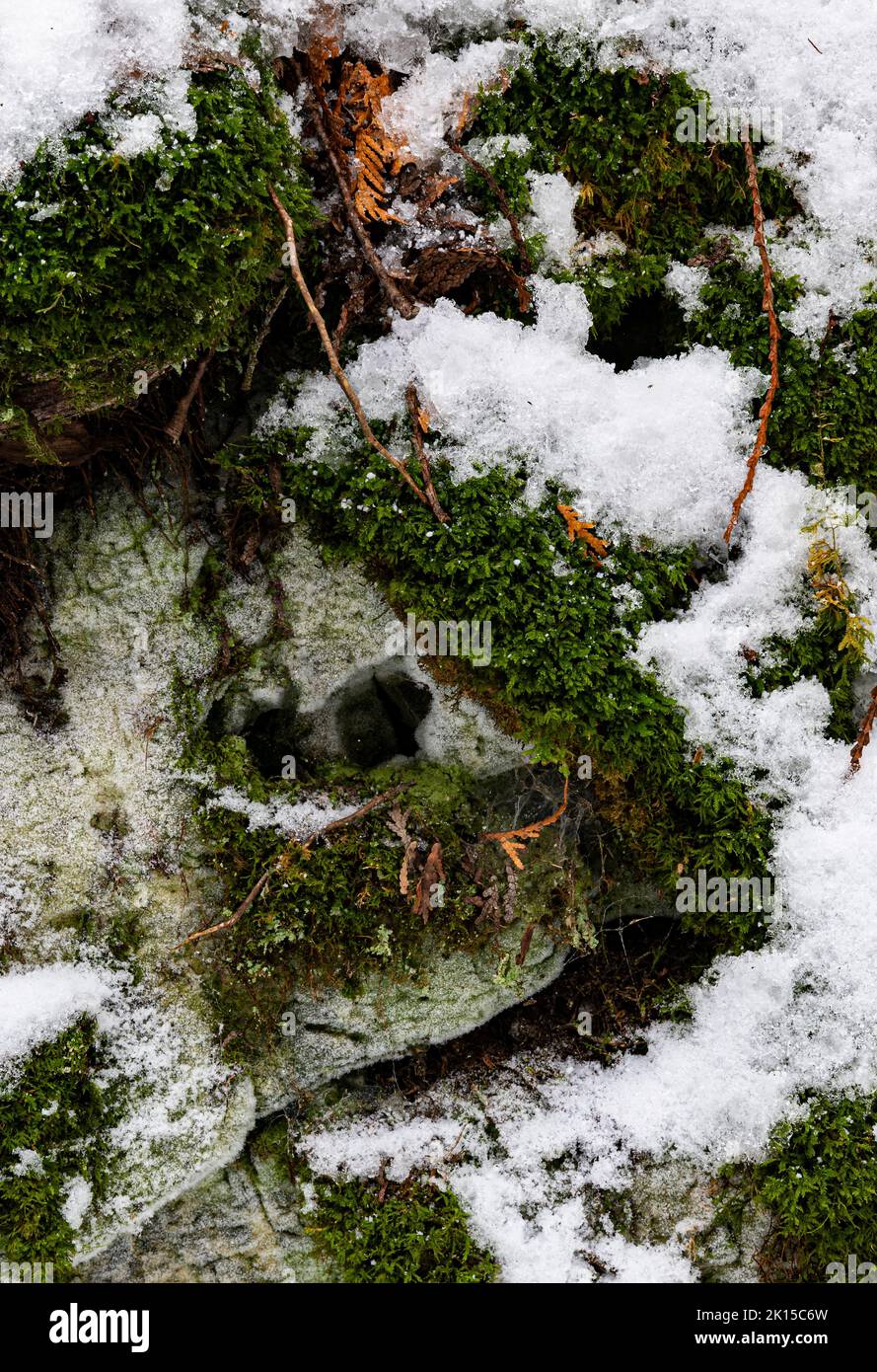 Two small holes on the face of the bluff combined with snow and moss ...