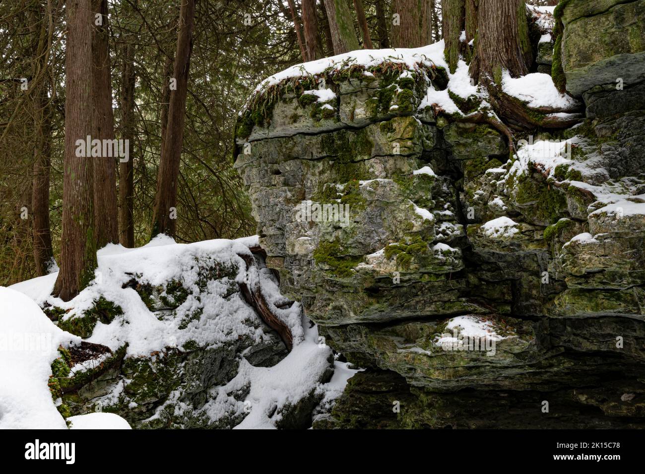 Snow covered Cedar tree roots dominate the cliffs and bluffs of an ...