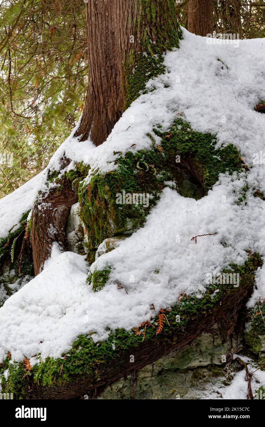Snow covered Cedar tree roots dominate the cliffs and bluffs of an ...