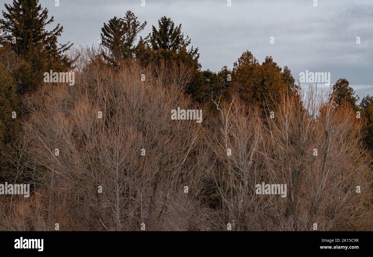 Winter trees show off some tree top color, Weborg Bay shore, Peninsula ...